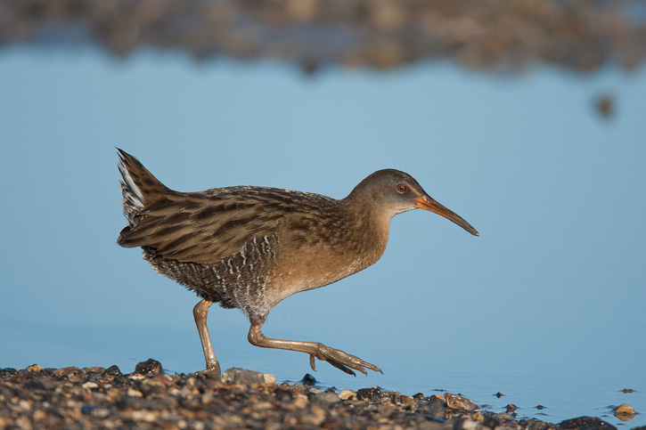 Clapper Rail (Rallus longirostris)